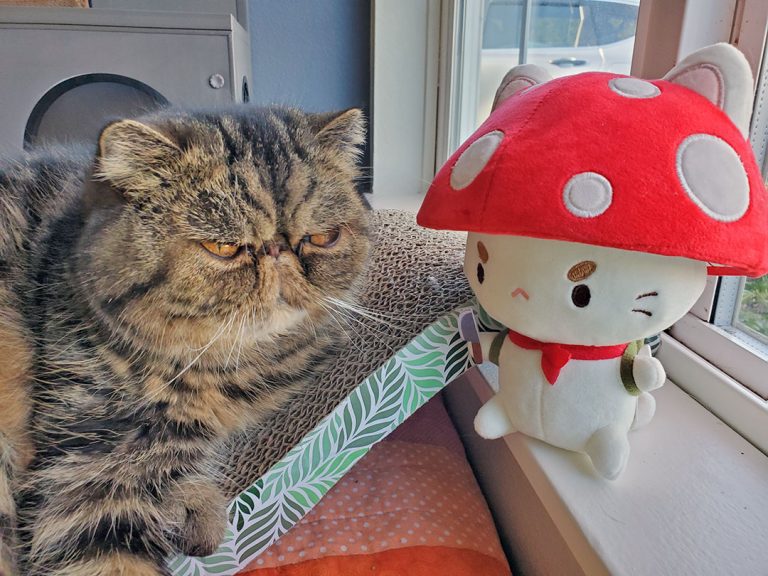 The Cutest Things We Bought in 2022 - Super Cute Kawaii!!