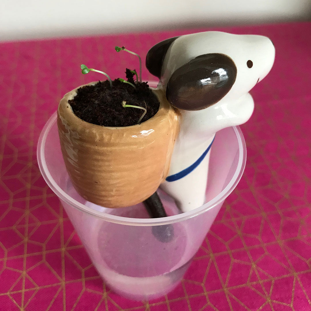 Shippon & Chuppon Animal Planters Review - Super Cute Kawaii!!