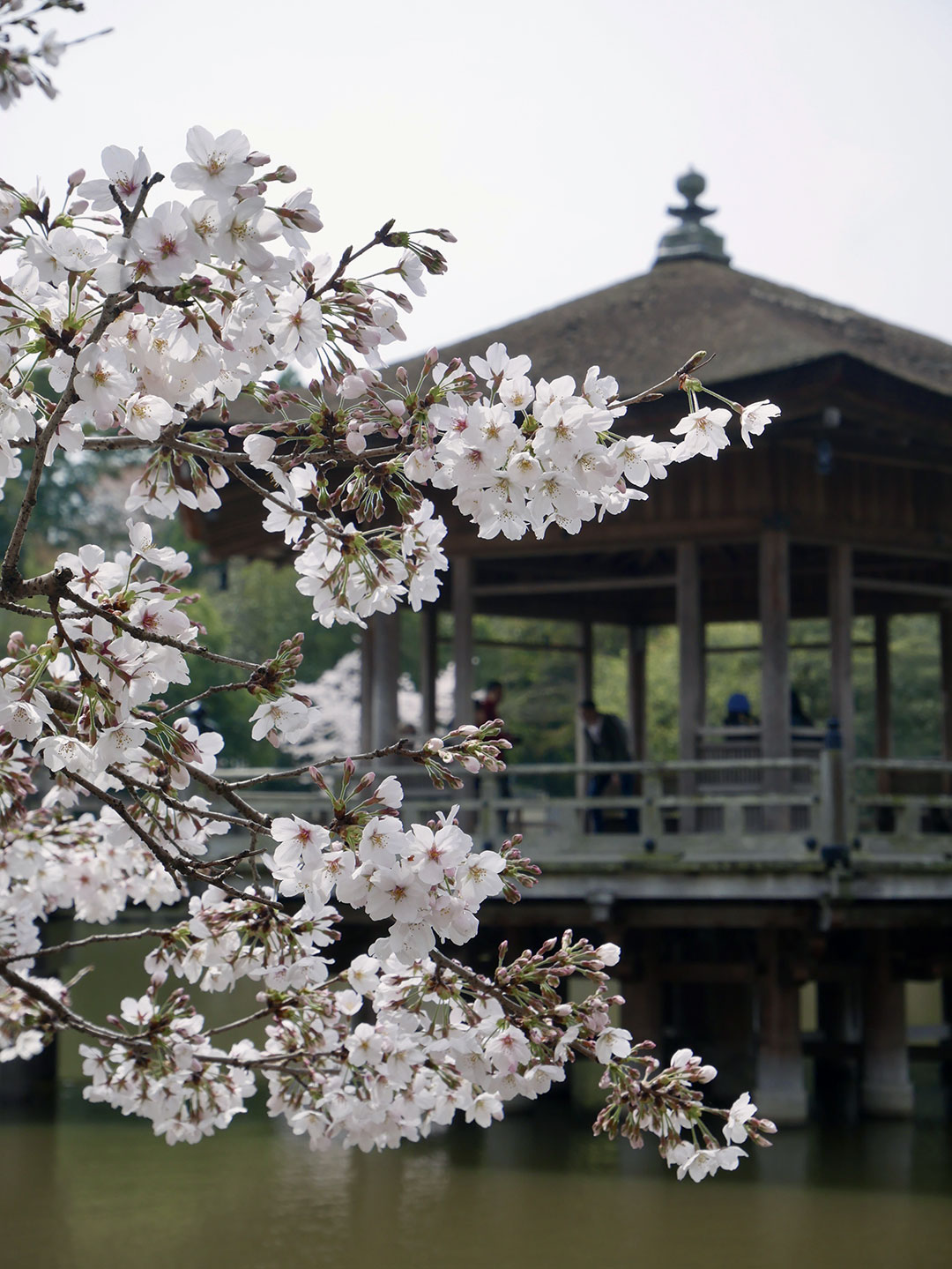Beautiful Sakura Viewing Spots in Osaka, Kyoto & Nara - Super Cute Kawaii!!